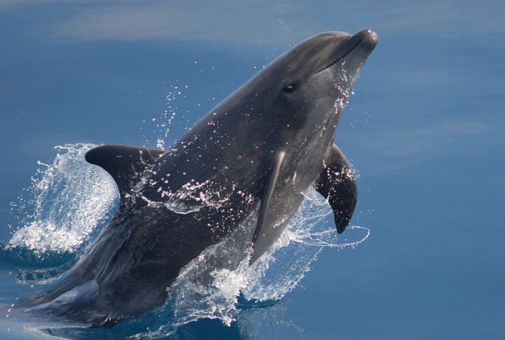 Who's scaring the sharks? 15 sea creatures that fight or prey on them