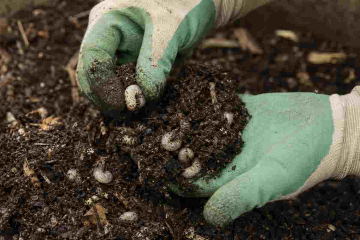 I giardinieri stanno rimuovendo le larve bianche dal compost: il ...