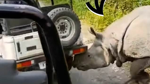 Rhino sends jeep flying