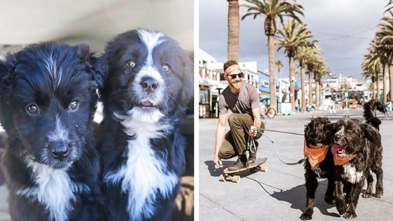 Dogs before and after they were rescued by their owners