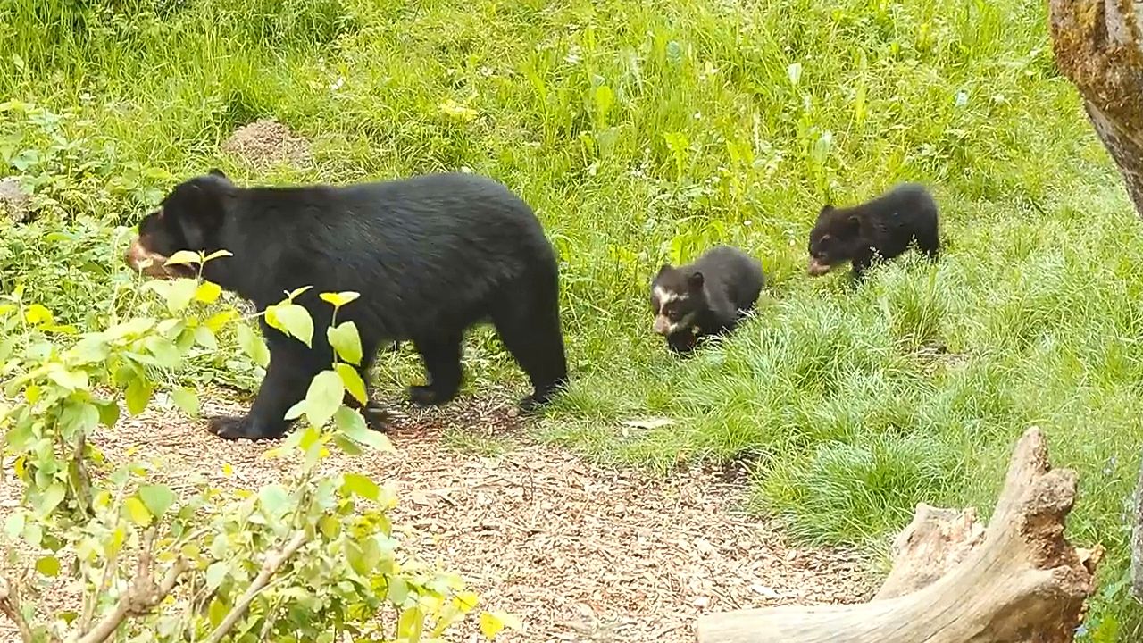 Cute spectacled bear cubs explore Zurich Zoo enclosure for the first time