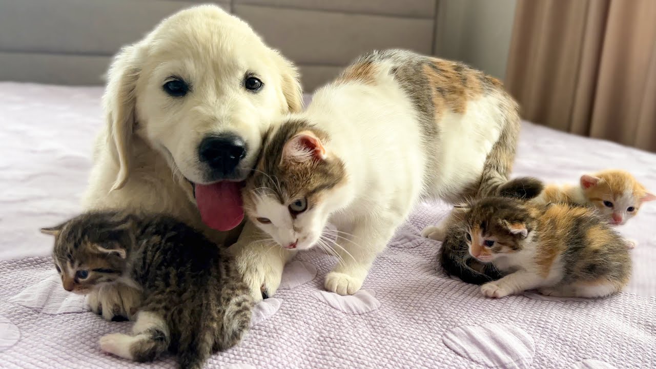 Mom cat accepts golden retriever puppy as her baby