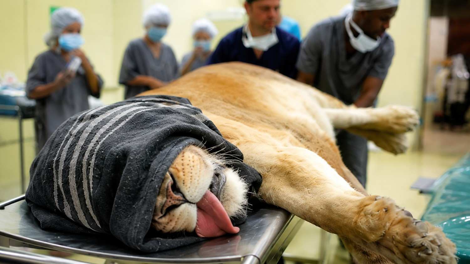 This lioness survived surgery but still was not safe