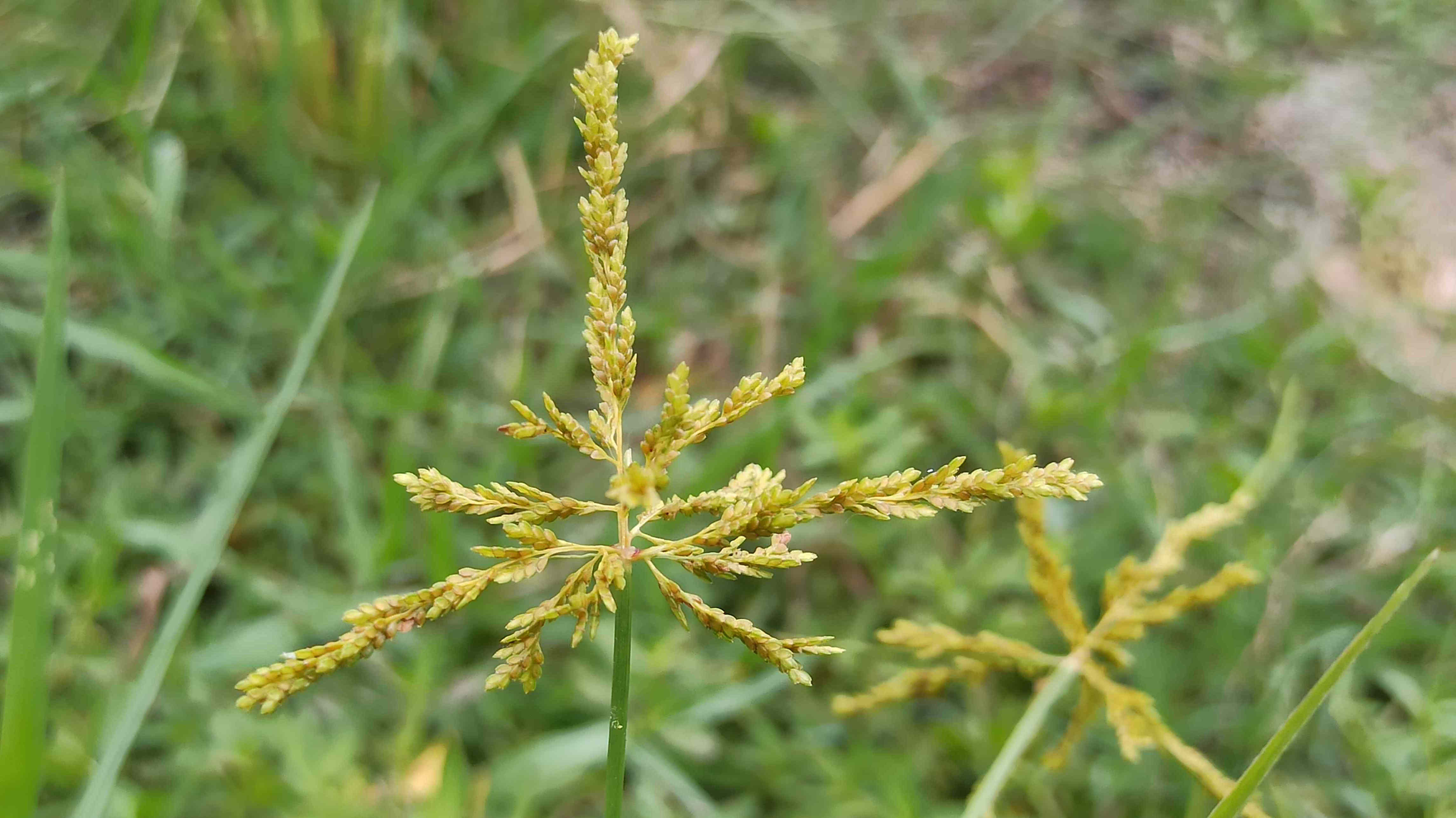 How to stop sedge from spreading across your lawn