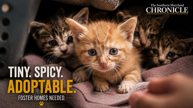 Charles County Animal Care Center needs foster homes for young kittens