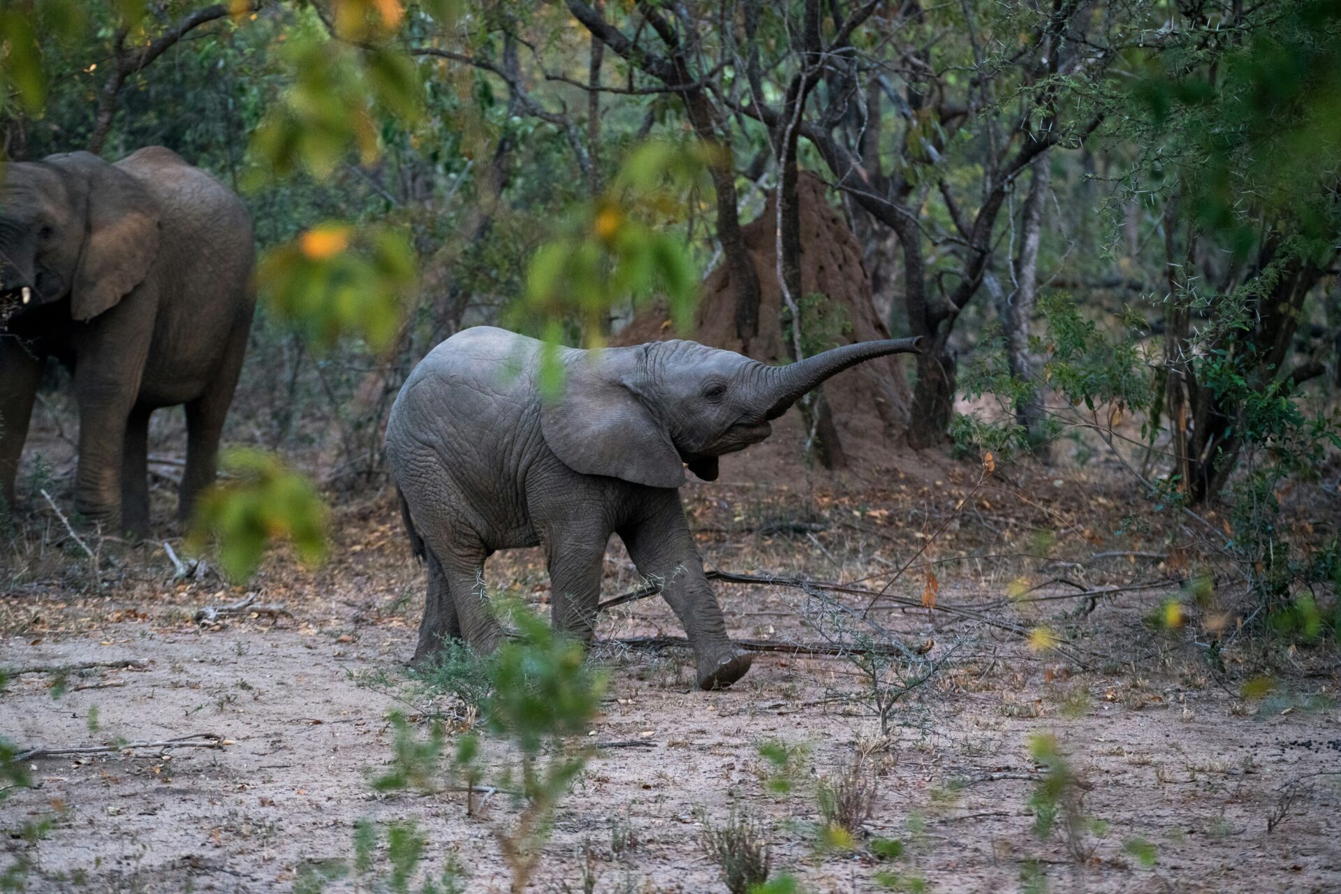 El excremento de elefante, clave para salvar los bosques de ébano
