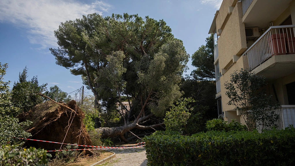 Experts outline liability rules for fallen neighbor trees