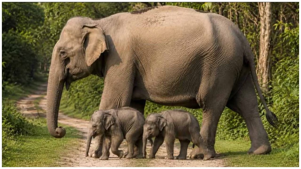 Crowd stunned as elephant dances with man in Odisha, clip goes viral ...