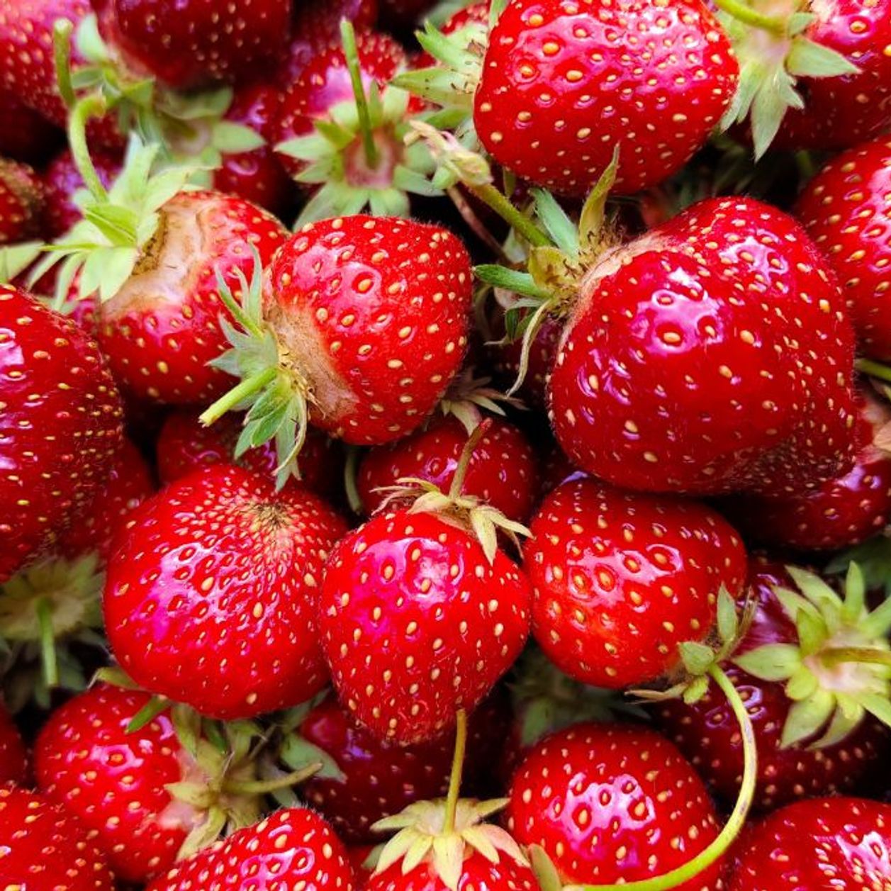 Les gens n'en reviennent pas quand on leur dit que la fraise n'est pas ...