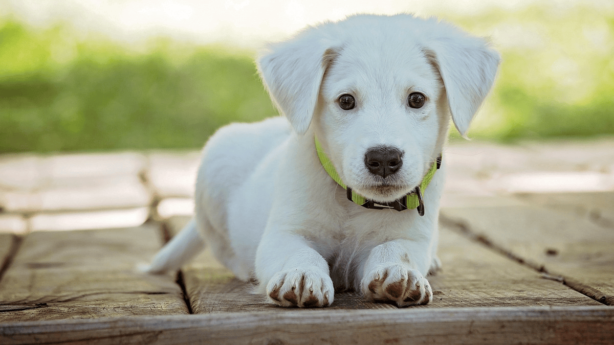 8 things your dog does when their love for you is truly deep