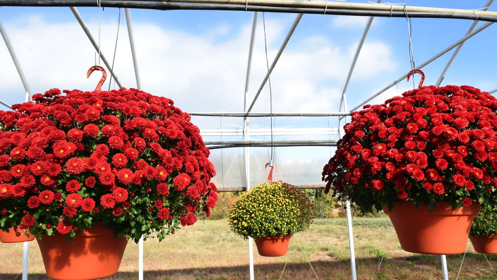 Fall in love with hardy garden mums