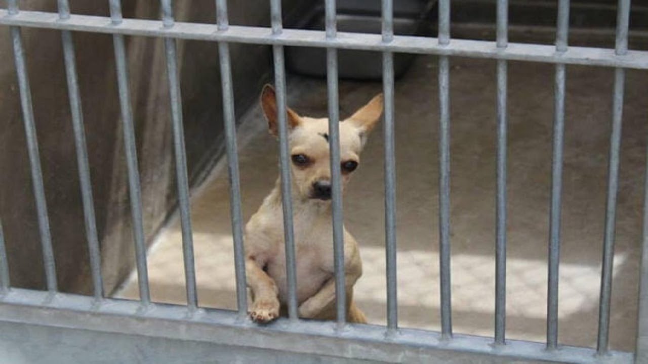 Aggressive dog gets a second chance and shocks everyone