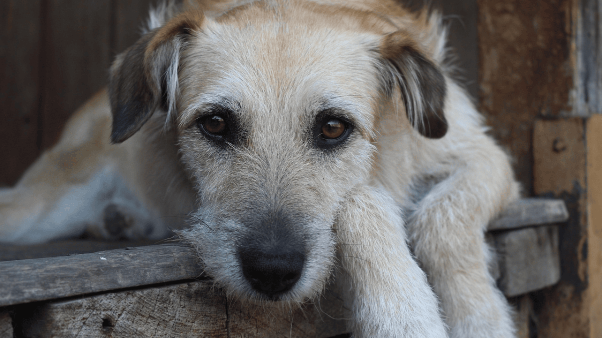 8 things your dog does when their love for you is truly deep