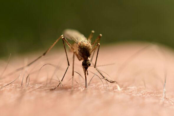 Government issues contingency plan after virus with no vaccine carrier ...