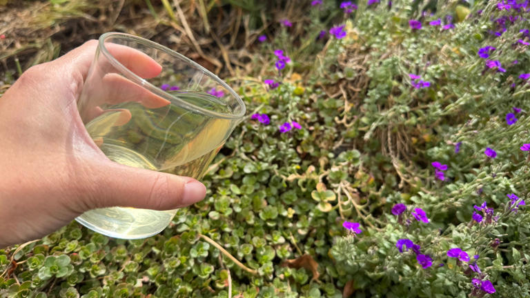 I tried this potato peel hack on my garden — here's how to do it yourself