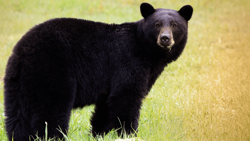 Black bear reports rise; NC parks urge clean camps, leashed dogs and ...