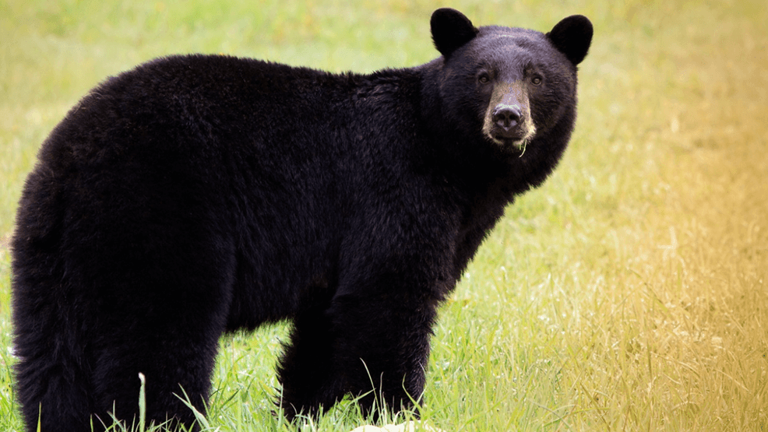 Black bear reports rise; NC parks urge clean camps, leashed dogs and ...