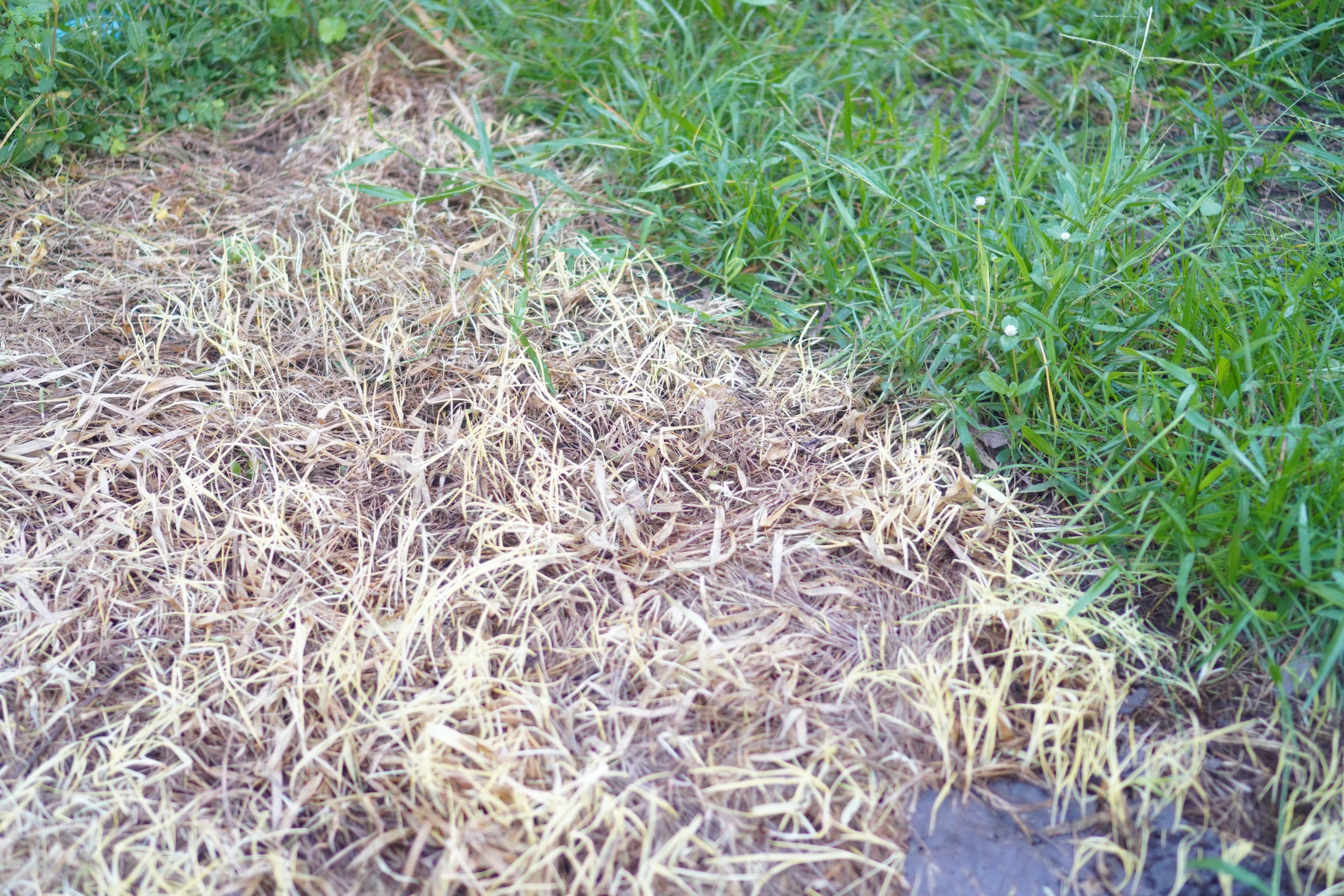 The simple 'tug test' that tells you whether your lawn is dying