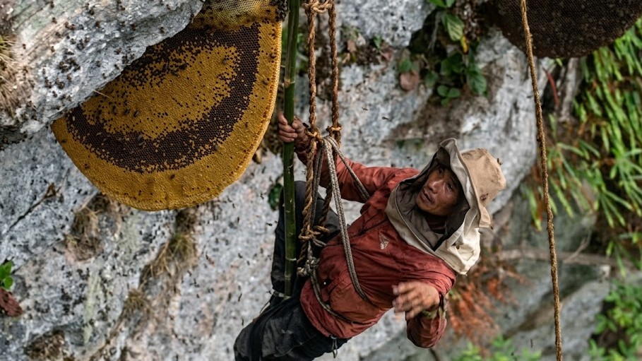 He climbed a giant cliff for hallucinogenic honey - then thousands of ...