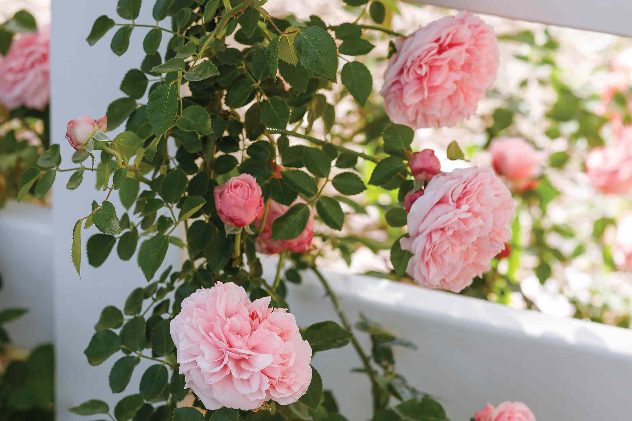 5 reasons your roses aren't blooming—and how to bring them back