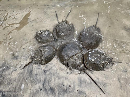 Horseshoe crabs begin ancient spawning migration on Maryland shores