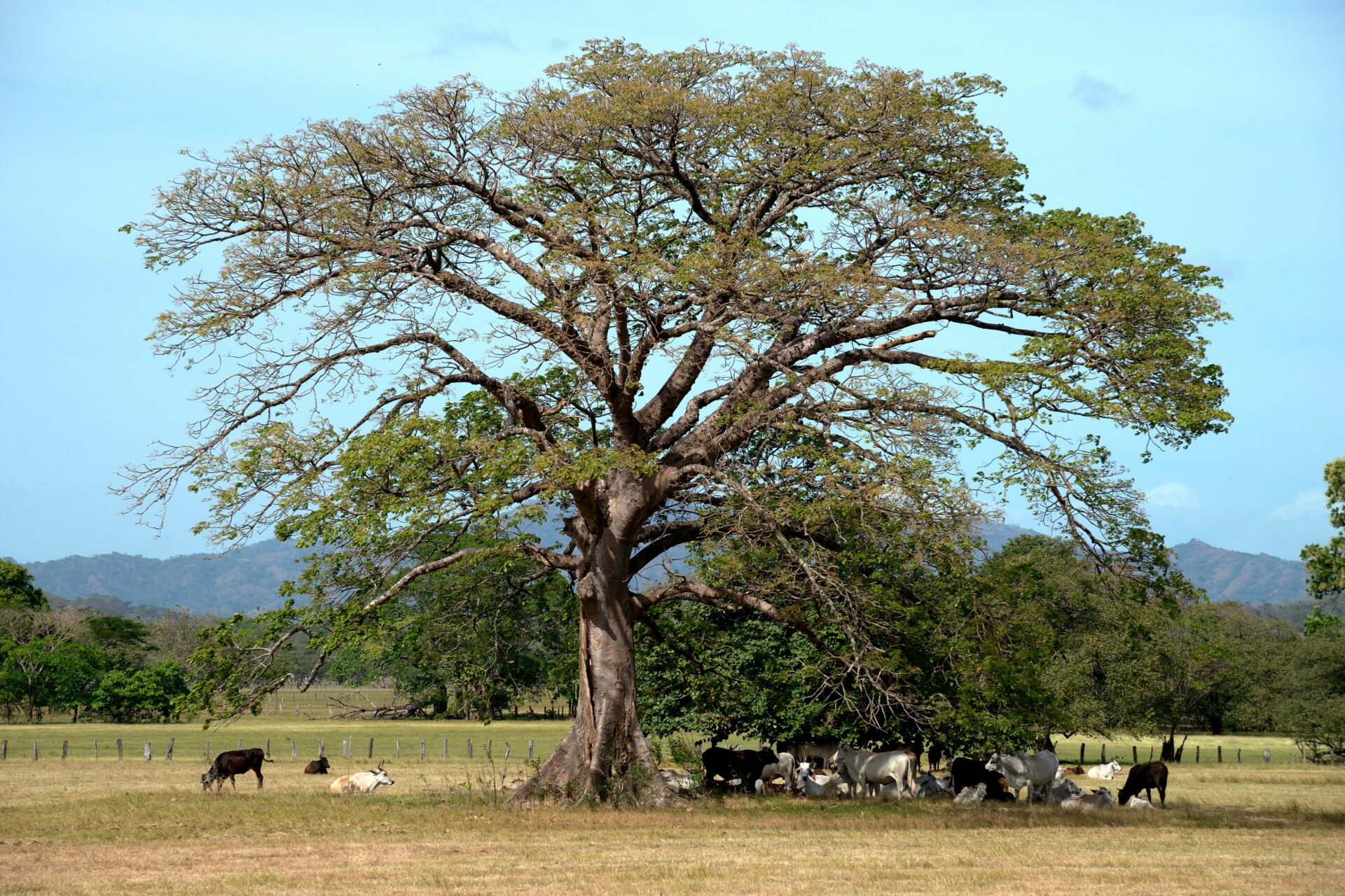 El excremento de elefante, clave para salvar los bosques de ébano