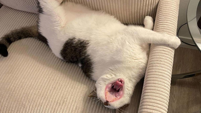 I wish I knew these 7 things before getting a cat—especially #5