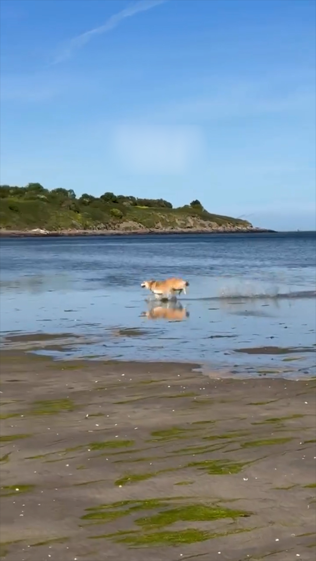Dog sprints nonstop across beach in pure burst of happiness