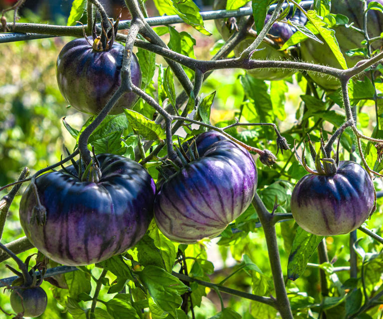 Double your growing space with 6 high and low plants for harmony, crops ...