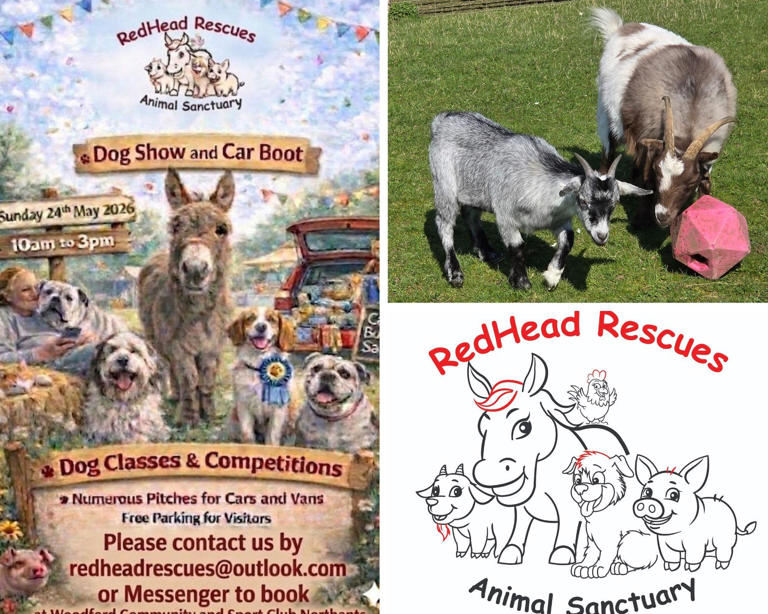 Kettering animal rescue at risk of losing its land launches fundraising ...