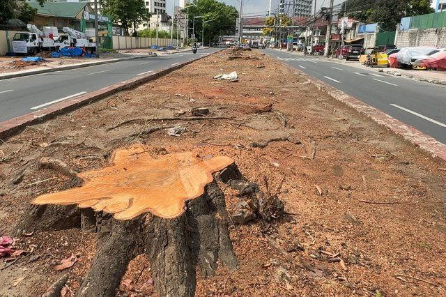 Residents mourn loss of hundreds of trees cut in Manila for infra project