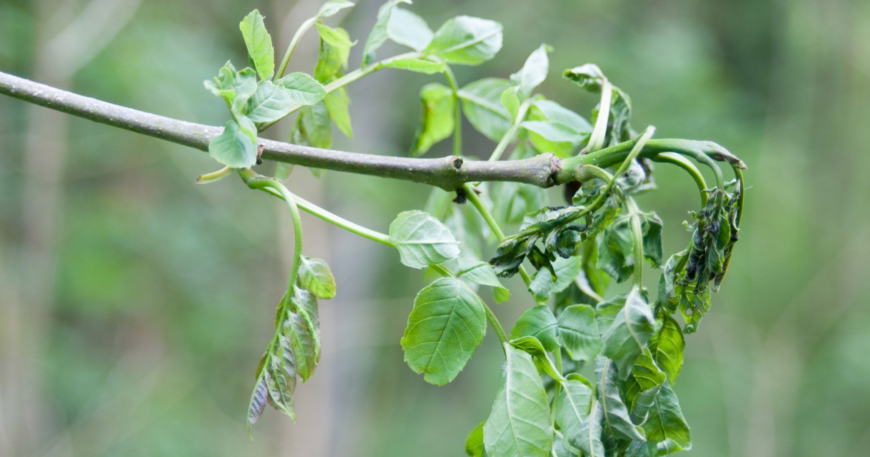 'Unacceptable risk' - Plan to fell diseased trees in Chorley beauty ...
