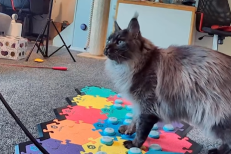 Mom in tears at what cat does as kids go back to school after vacation