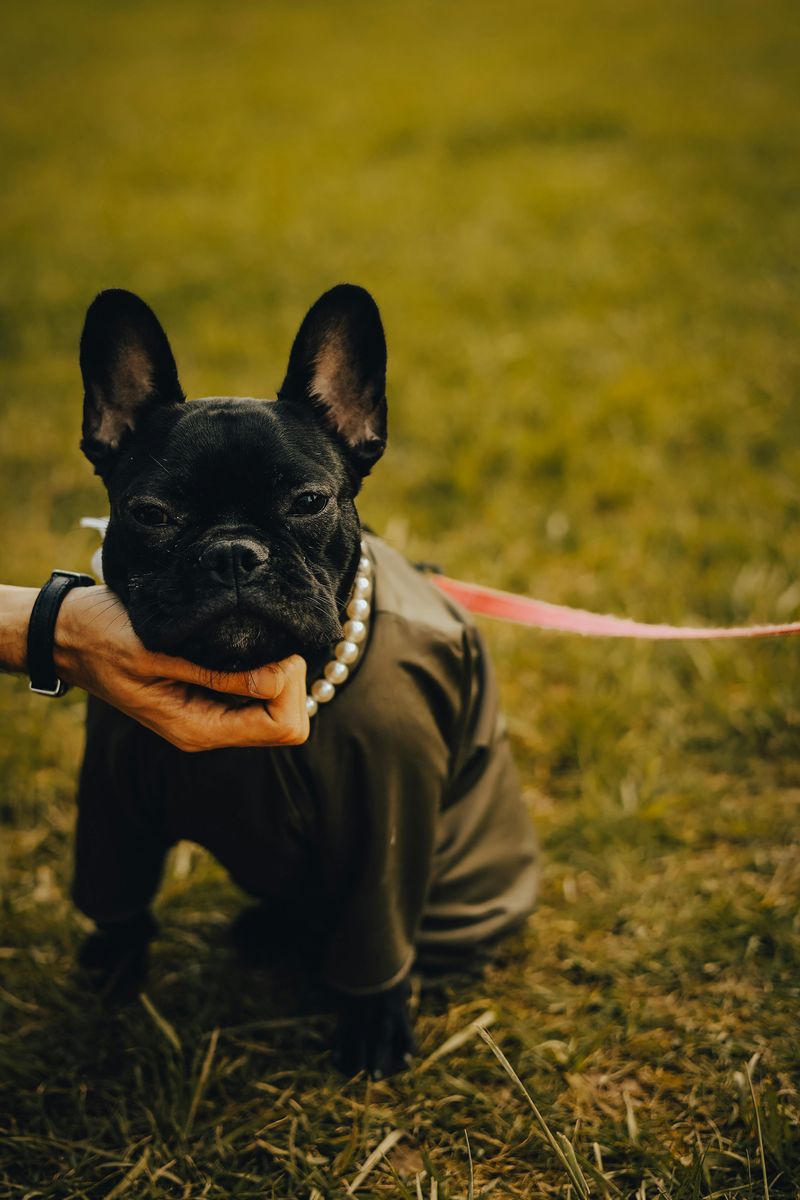 12 dog breeds exploding in popularity as more people search and save ...