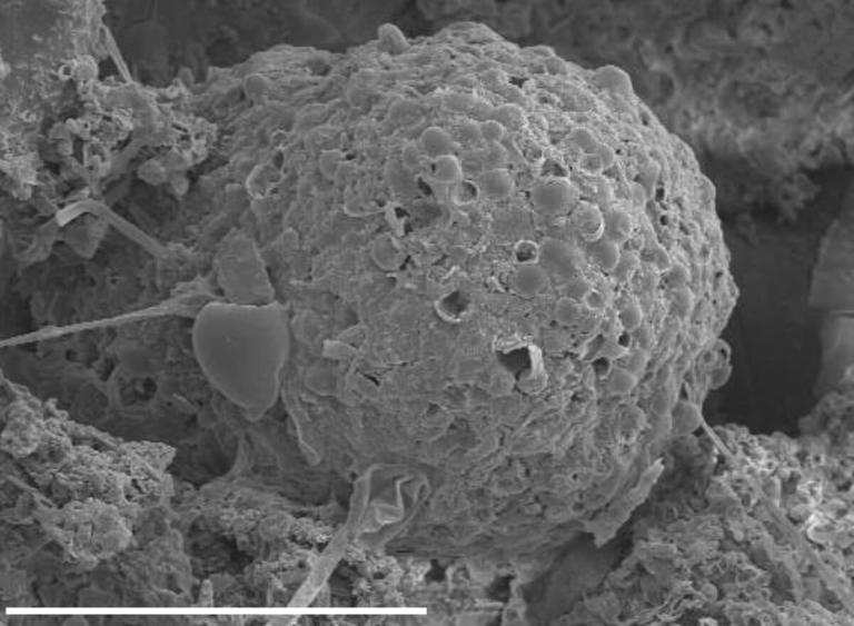 Researchers examining a meteorite fragment discovered strange ...
