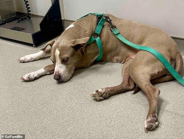Dog named Sadie left badly injured after Amazon delivery driver ignored ...