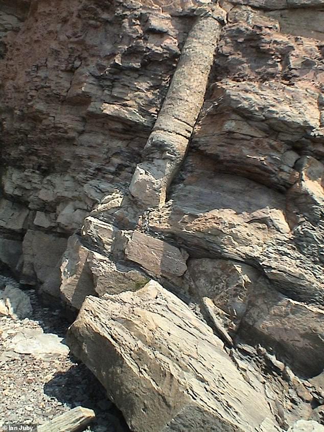 Mysterious fossils found across the US could prove famous Bible story true