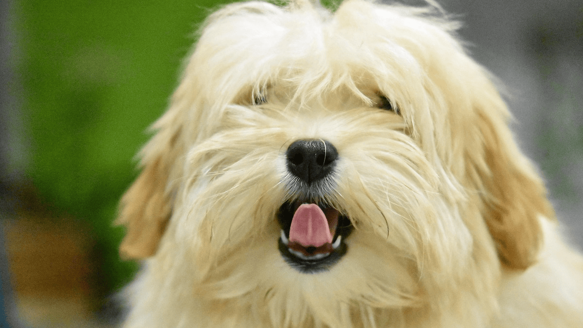 Why positive reinforcement works better for dogs, according to trainers