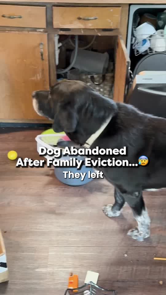 This dog watched everybody leave - he thought his family was coming ...