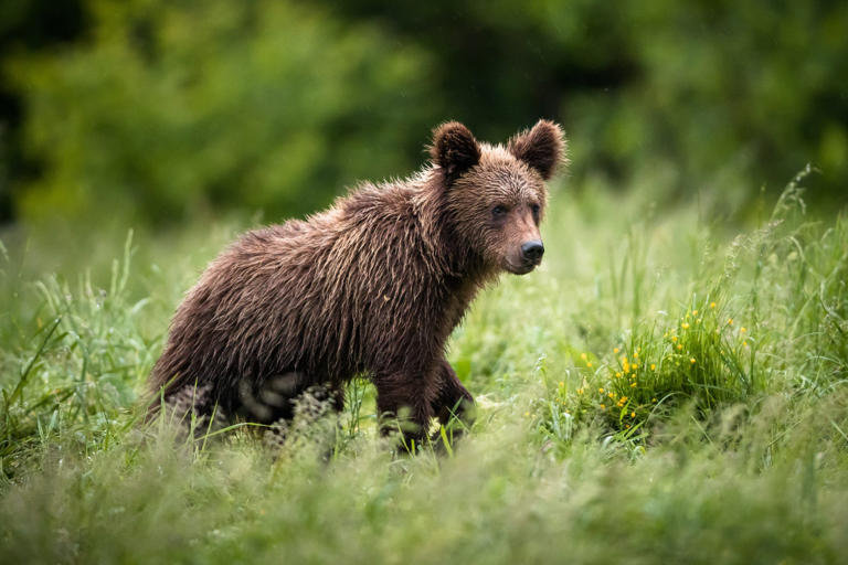 Bear cubs spar on woman's front porch in adorable viral nature video ...