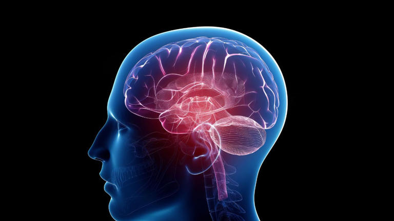 Researchers just mapped the brain’s entire histamine system for the ...