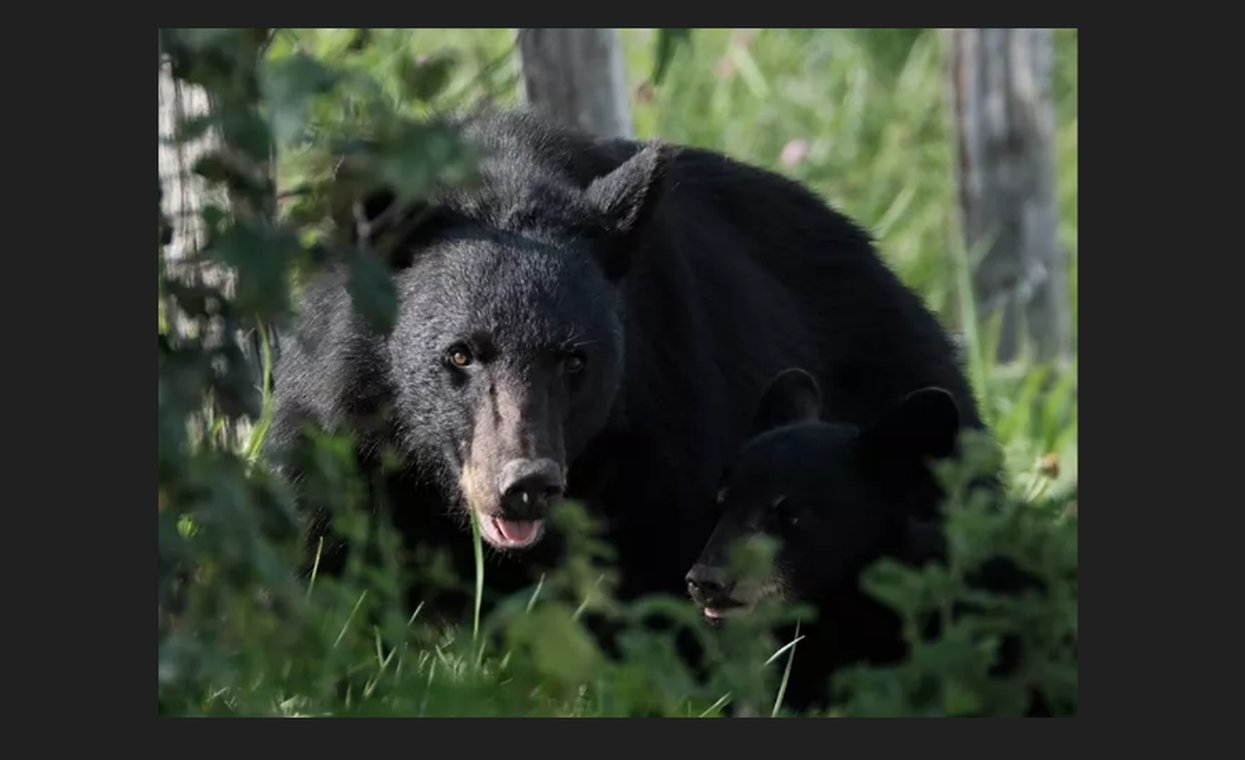 6 bears killed within 2 weeks as home break-ins rise in one NC county ...