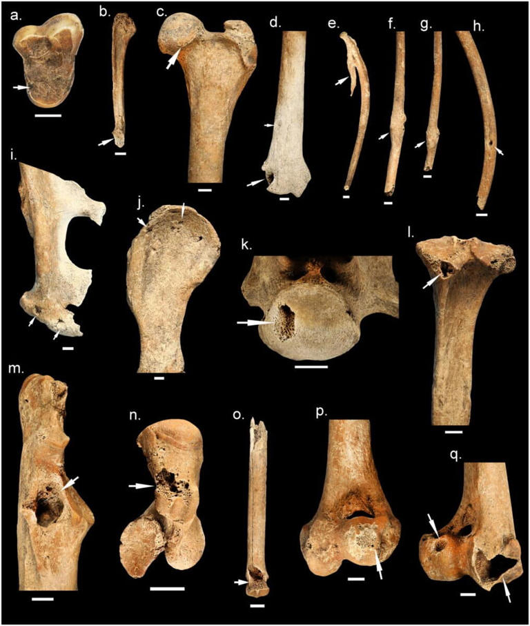 Archaeologists found a 1,000-year-old skeleton in an eroded Australian ...