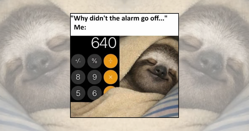 Mentally buffering since Monday: 22 sloth memes for people emotionally ...