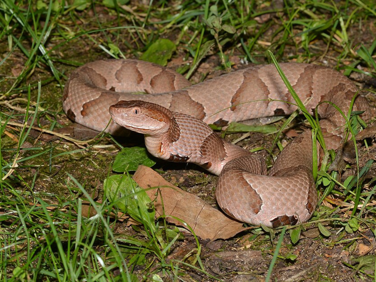 How to identify a copperhead snake in your home and garden without ...