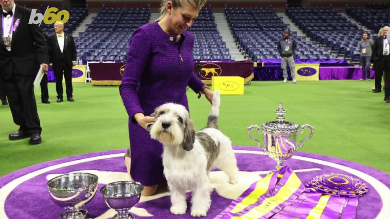 Meet the first Petit Basset Griffon Vendéen to win Best in Show at ...