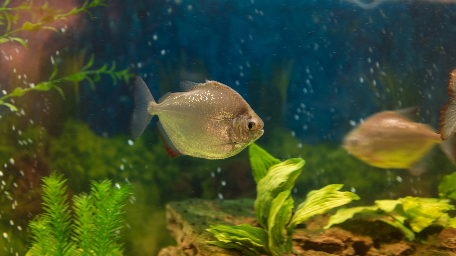 5 best aquarium fish for beginners to keep at home