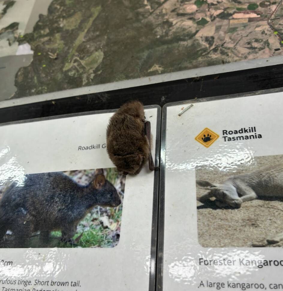 Man sees strange fuzzy lump hanging from poster — then he looks closer