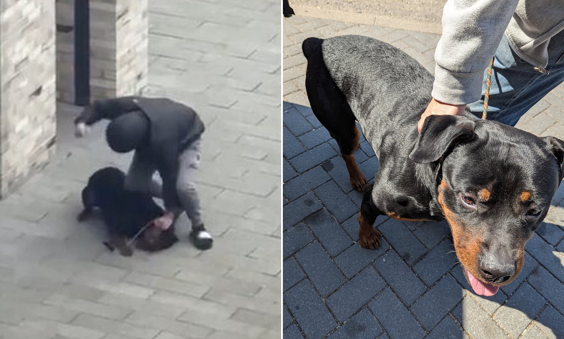 Dog owner caught on camera punching and dragging his rottweiler hit ...