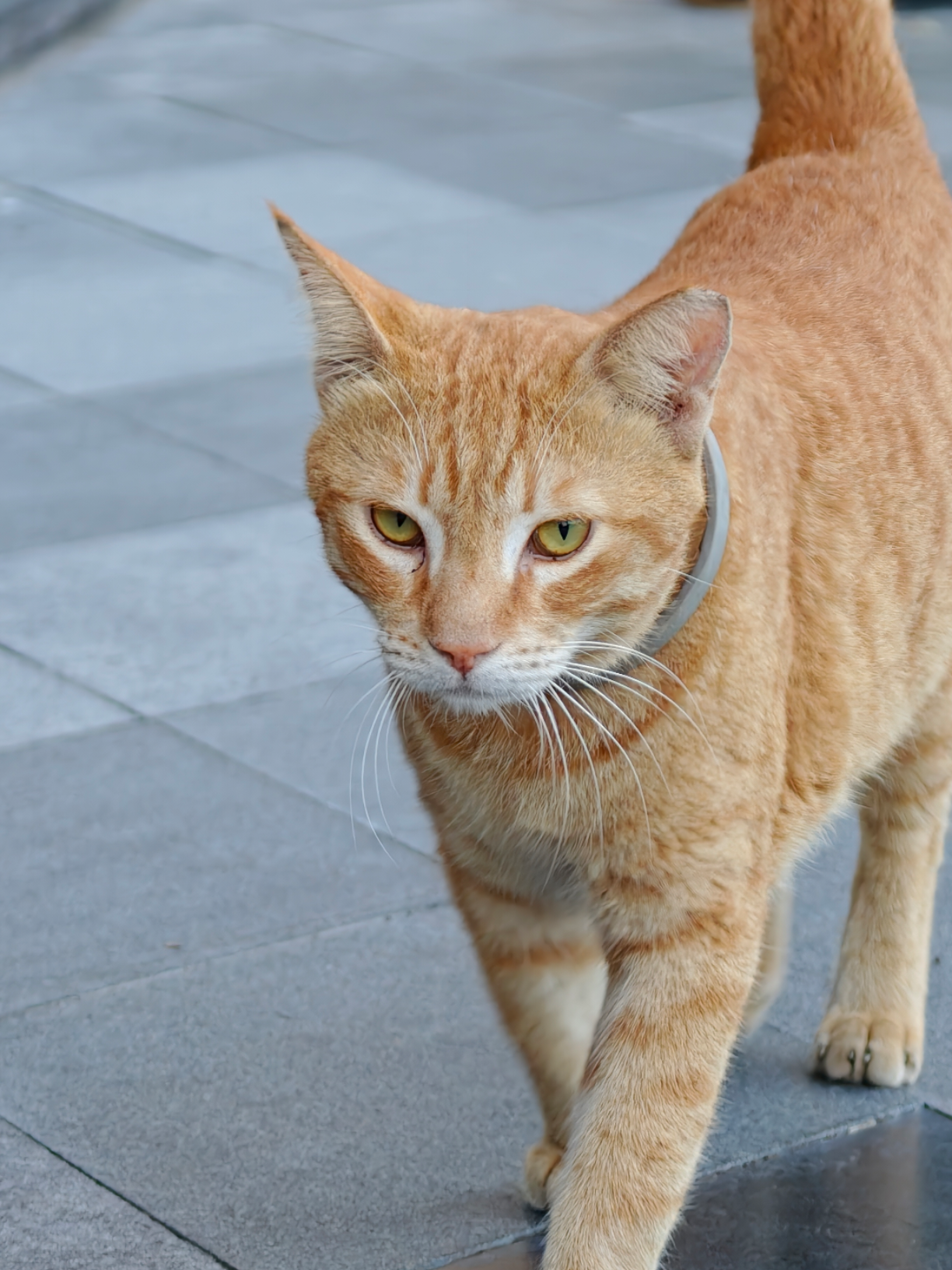 A sweet ginger stray in Dubai 🧡